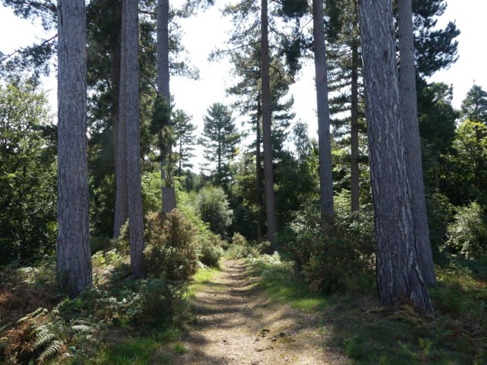 Forest Bathing at Rushmere | Greensand Country
