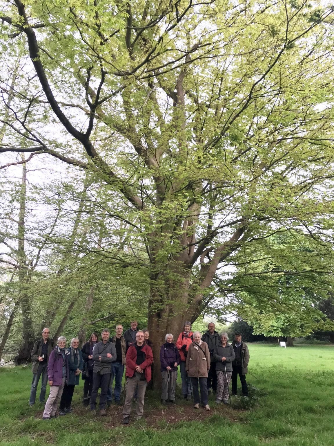 Heritage Trees | Greensand Country