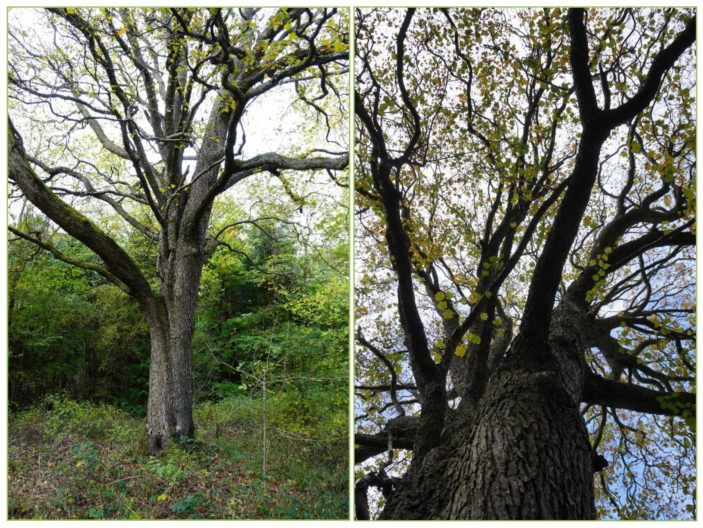 The Wild Service Tree, Maulden Wood | Greensand Country