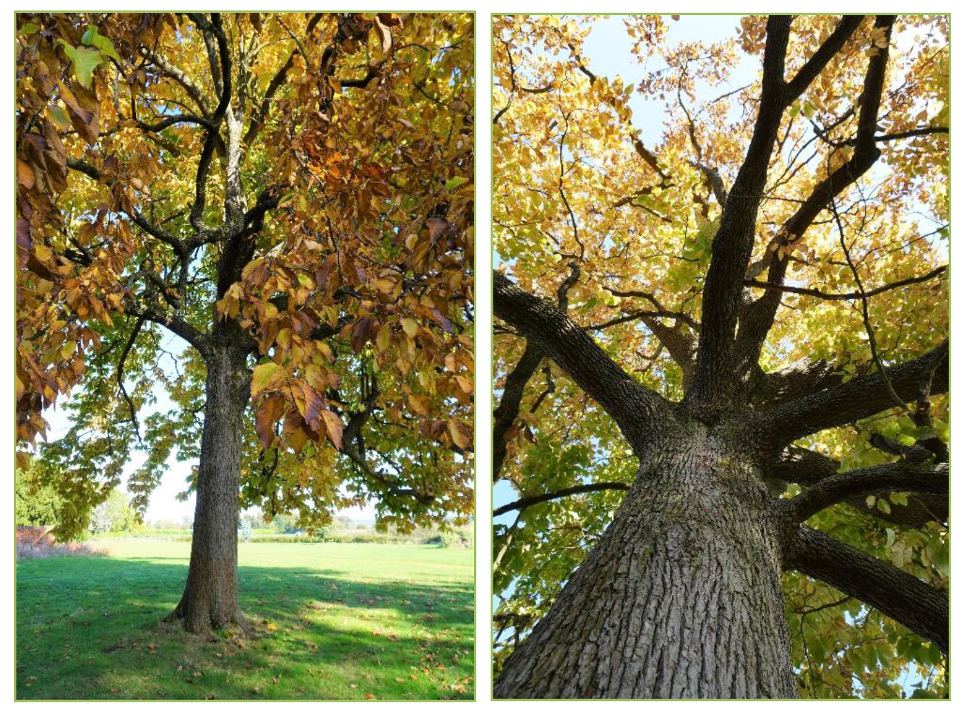 The Cucumber Tree, Moggerhanger Park | Greensand Country