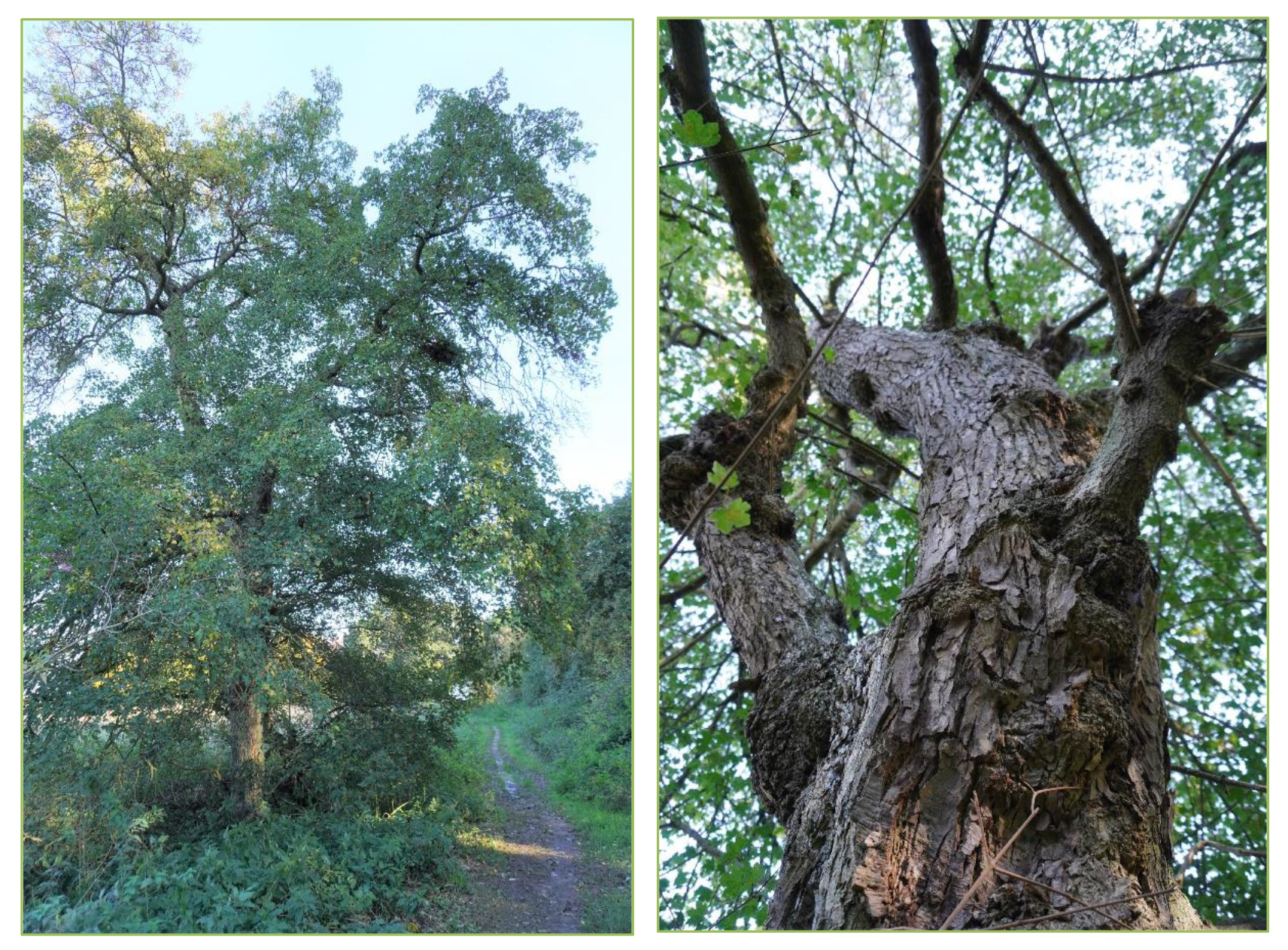 The Field Maple, Shuttleworth Estate | Greensand Country