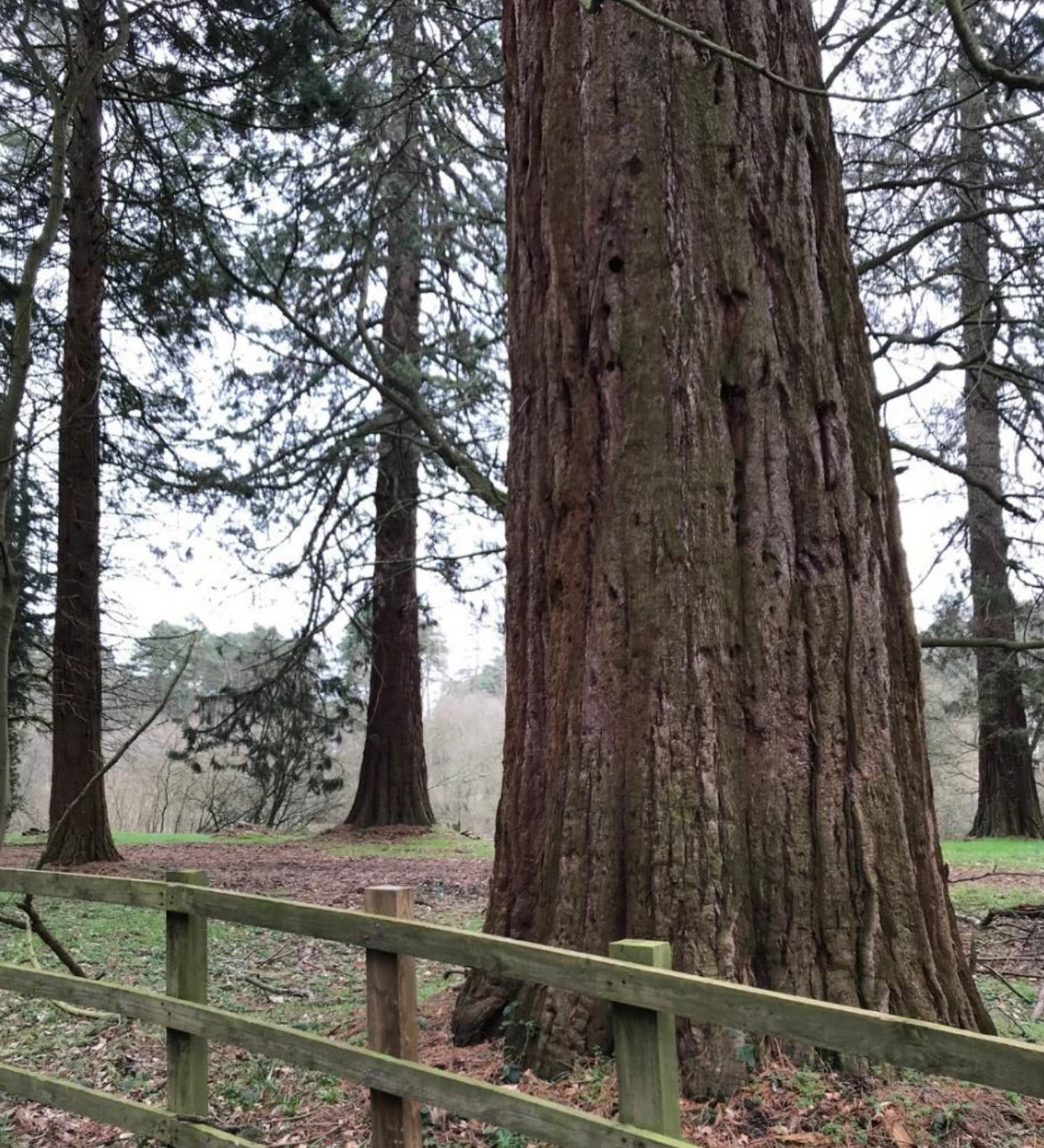The Redwood Grove, Rushmere Country Park | Greensand Country