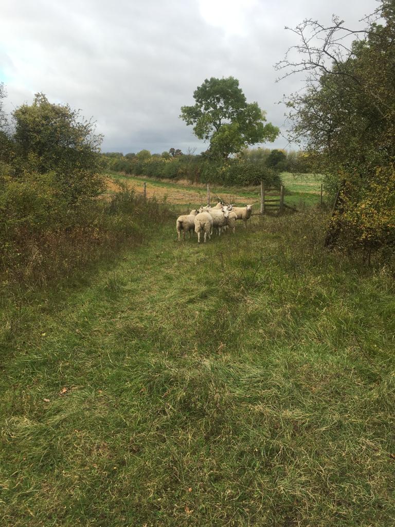 Old Warden Tunnel Nature Reserve | Greensand Country