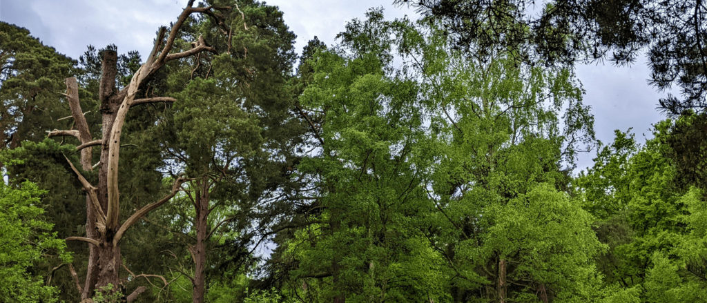 Tree identification for beginners | Greensand Country