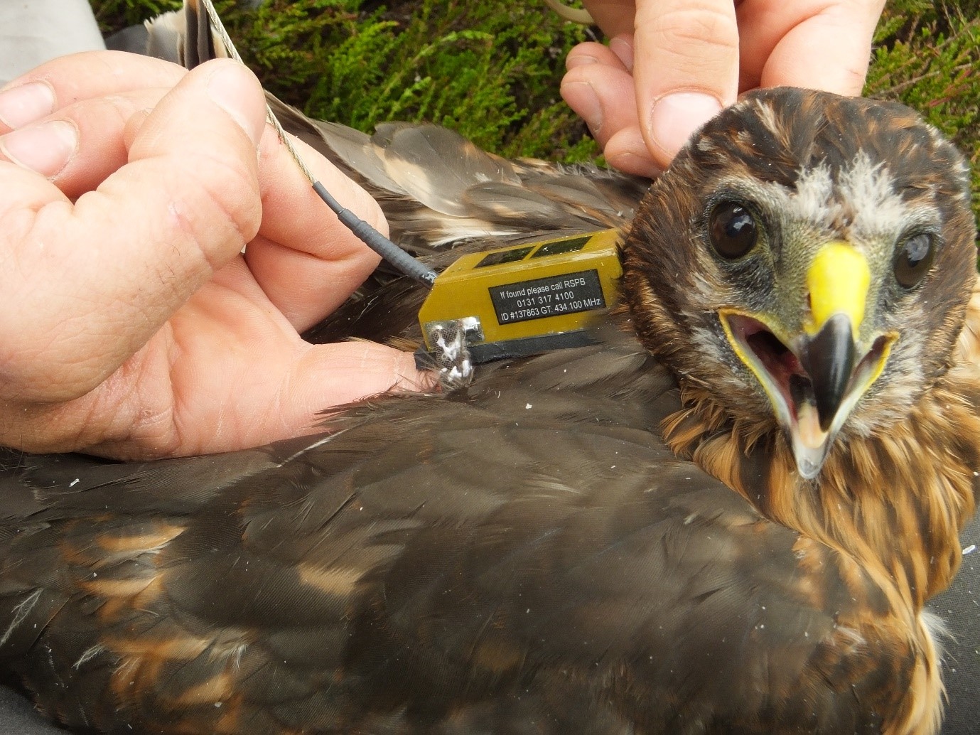 New hen harrier task force launched - Police Oracle