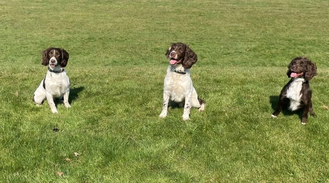 Digi dogs deployed across Hampshire and the Isle of Wight ‘already ...